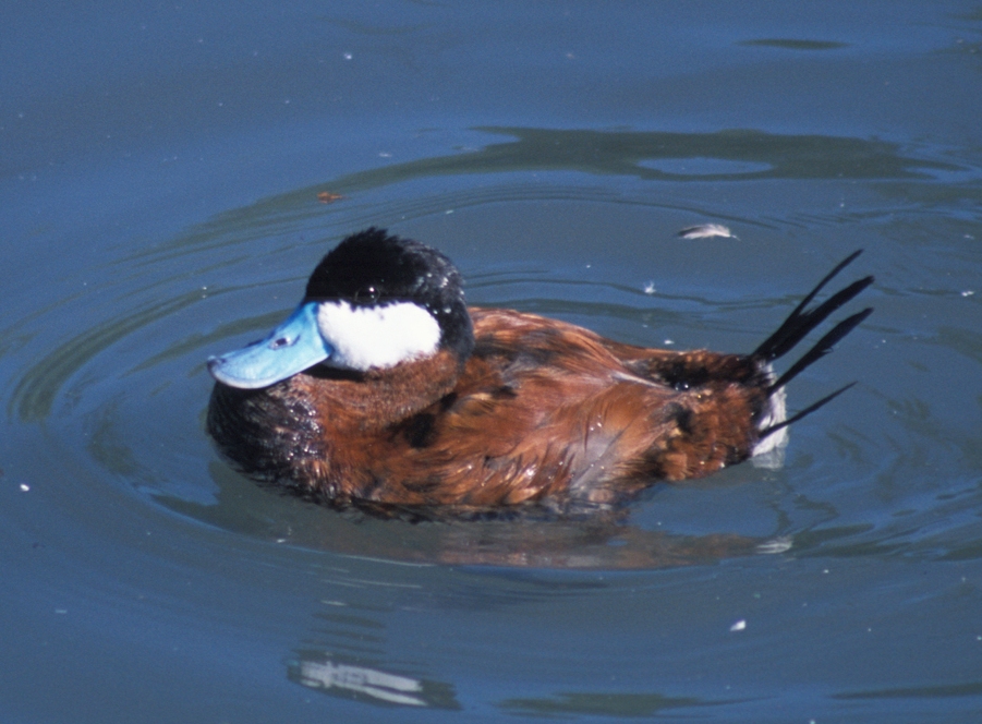 Pato-de-Rabo-Alçado-Americano: Características e Habitat | Mundo Ecologia