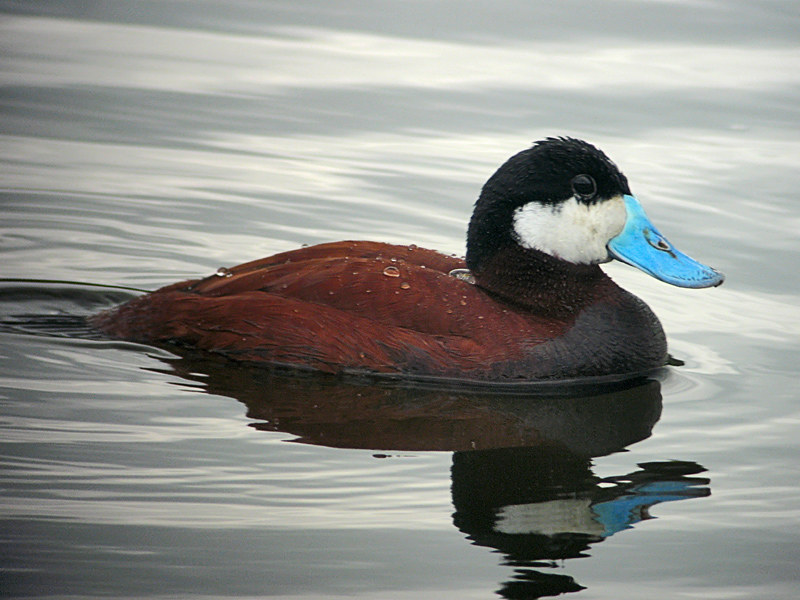 Pato-de-Rabo-Alçado-Americano: Características e Habitat | Mundo Ecologia