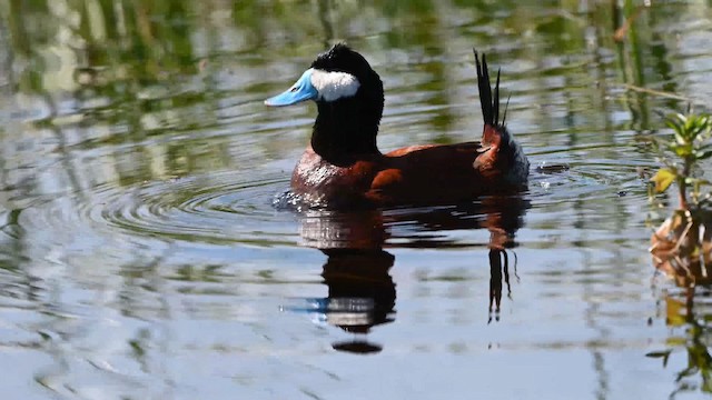 Pato-de-Rabo-Alçado-Americano: Características e Habitat | Mundo Ecologia
