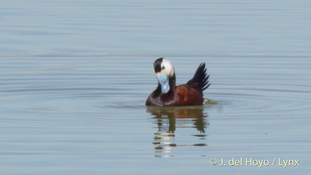 Pato-de-Rabo-Alçado-Americano: Características e Habitat | Mundo Ecologia