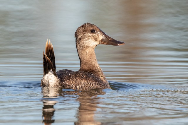 Pato-de-Rabo-Alçado-Americano: Características e Habitat | Mundo Ecologia