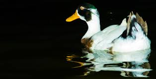 Pato-de-Rabo-Alçado-Americano: Características e Habitat | Mundo Ecologia