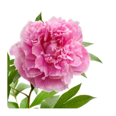 Tudo Sobre a Flor Peônia: Características e Nome Científico – Mundo ...