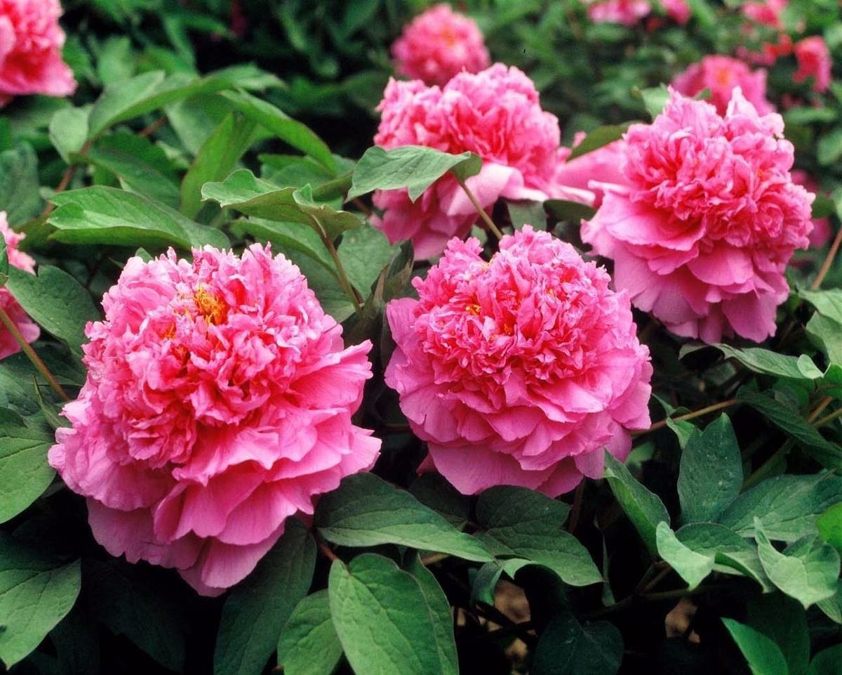 Tudo Sobre a Flor Peônia | Mundo Ecologia