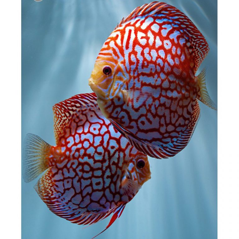 Ficha Tecnica do Peixe Acará: Peso, Altura, Tamanho e Imagens | Mundo ...