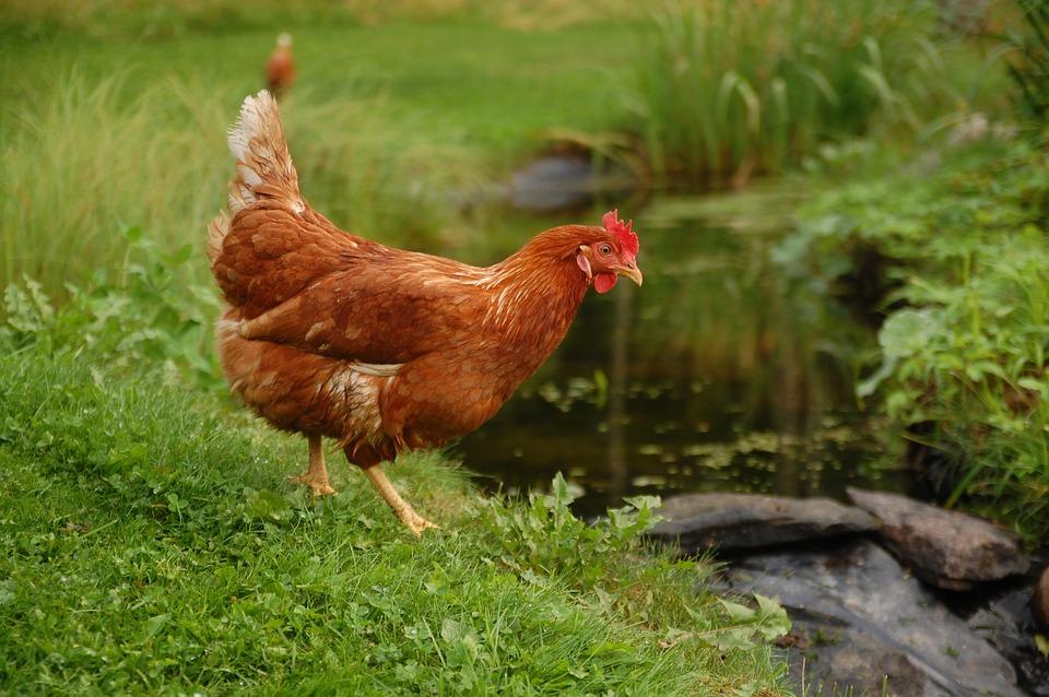 Por Que Pato Voa e Galinha Não? | Mundo Ecologia