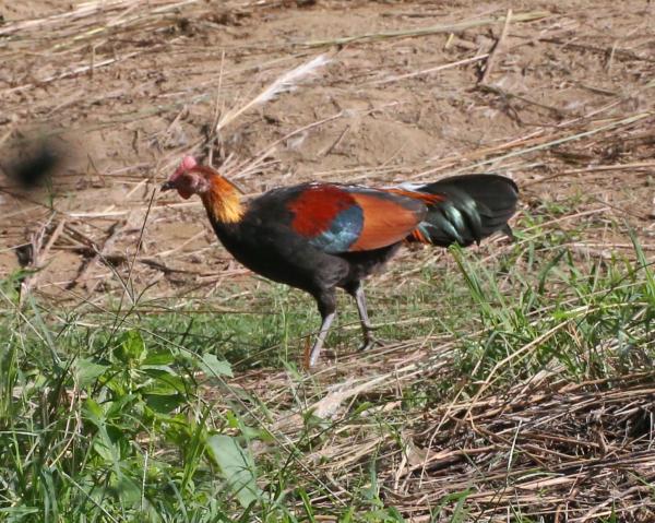 Por Que Pato Voa e Galinha Não? | Mundo Ecologia