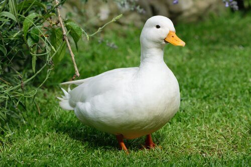 Por Que Pato Voa e Galinha Não? | Mundo Ecologia