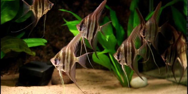 Ficha Tecnica do Peixe Acará: Peso, Altura, Tamanho e Imagens | Mundo ...