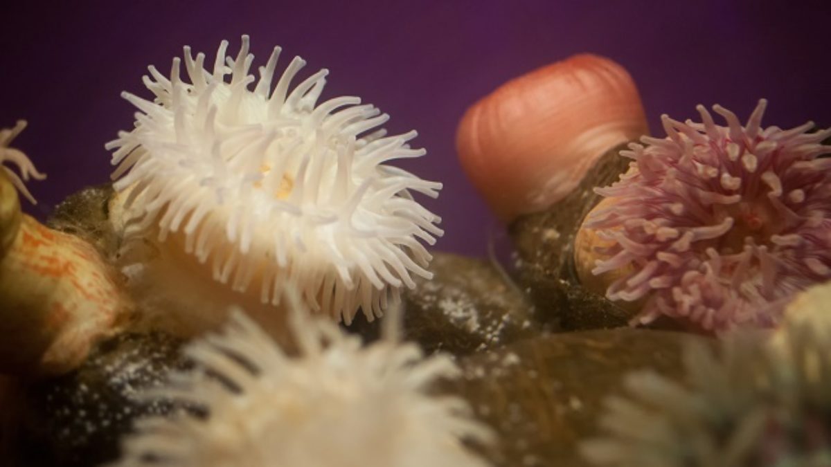 Anêmona-do-Mar é Um Animal, Vegetal ou Fungo? – Mundo Ecologia