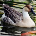 Tudo sobre o pato: características, nome cientifico e fotos | Mundo ...