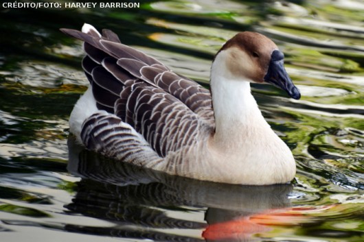 Tudo sobre o pato: características, nome cientifico e fotos | Mundo ...