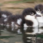 Tudo sobre o pato: características, nome cientifico e fotos | Mundo ...