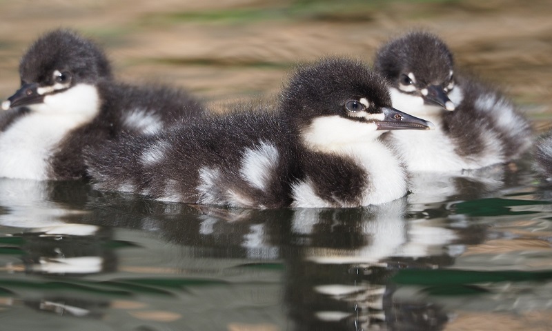 Tudo sobre o pato: características, nome cientifico e fotos | Mundo ...