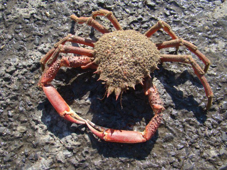 Espécies de Mariscos: Lista com Tipos- Nomes e Fotos | Mundo Ecologia