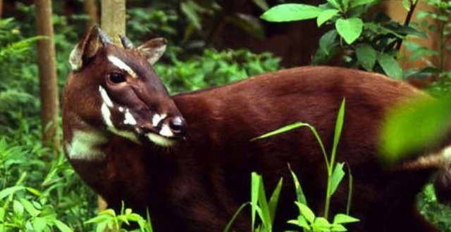 Quais Sao Os Predadores Do Saola E Seus Inimigos Naturais? | Mundo Ecologia