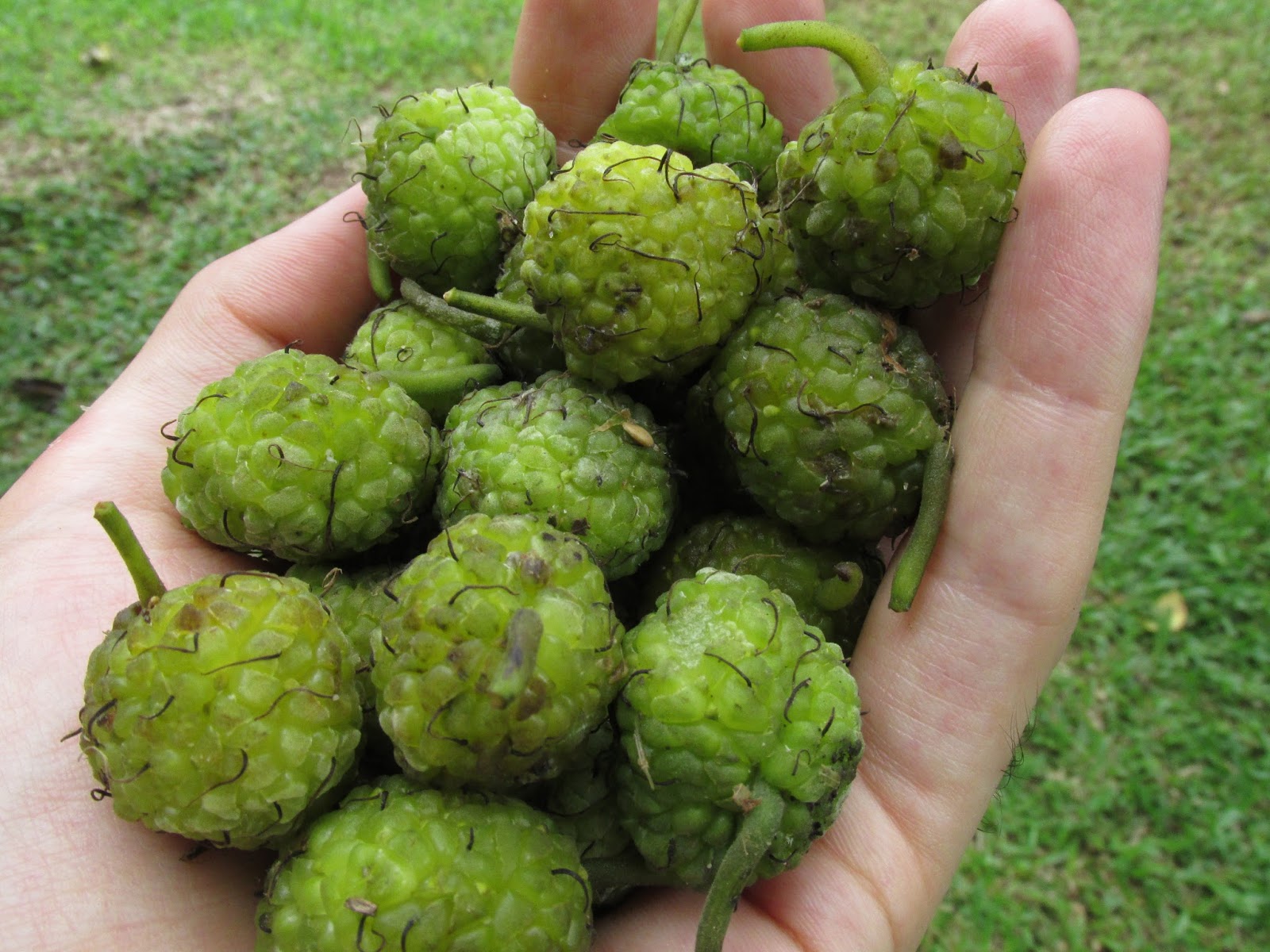 Frutas Que Começam Com a Letra T: Nome e Características – Mundo Ecologia