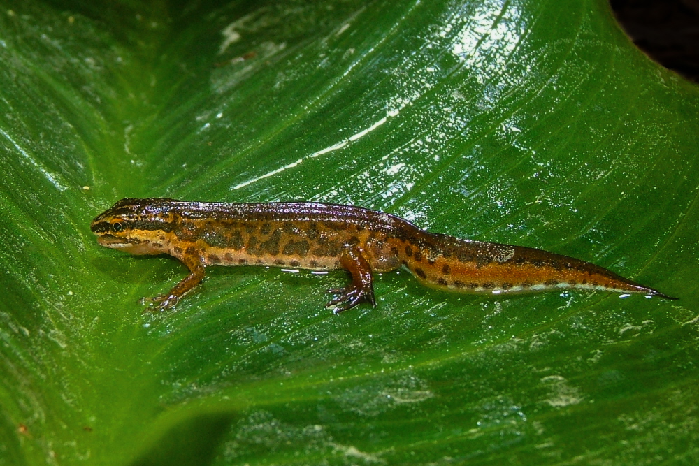 Quais São os Predadores do Tritão e Seus Inimigos Naturais? – Mundo ...