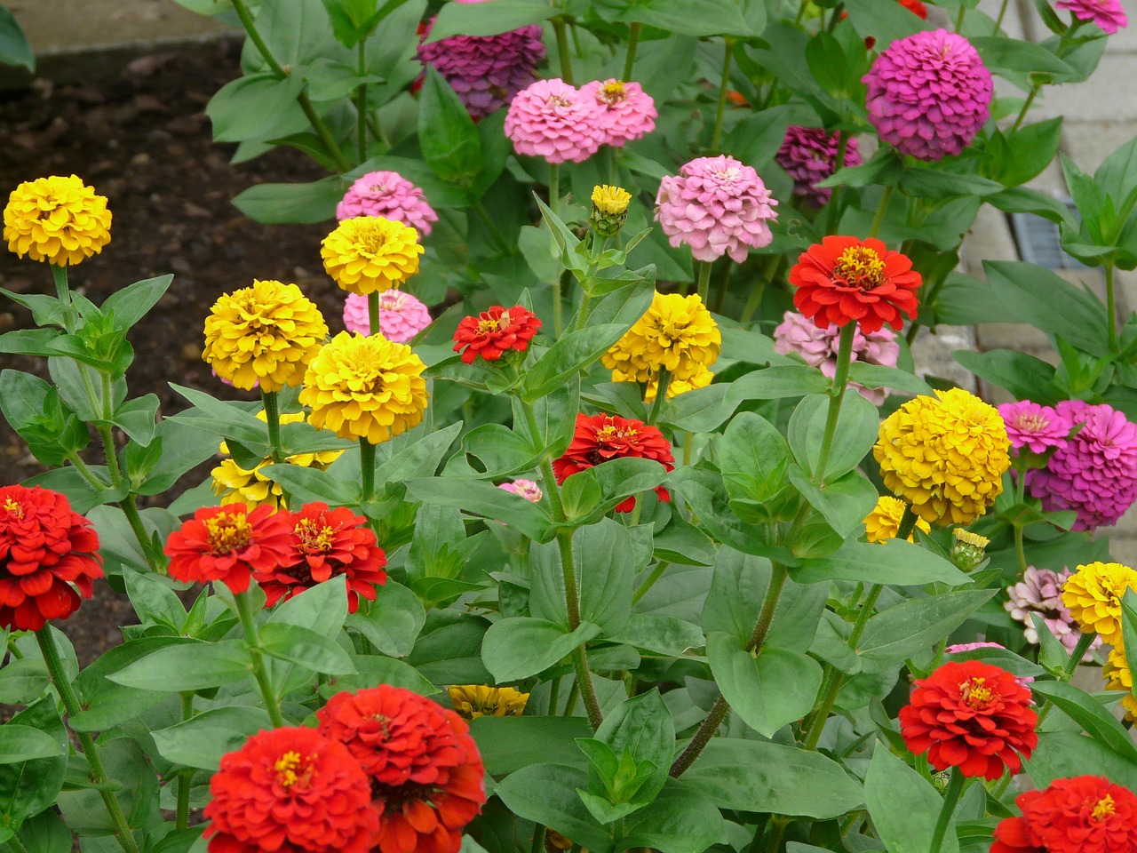 Flores Que Começam Com a Letra Z: Nome e Características – Mundo Ecologia
