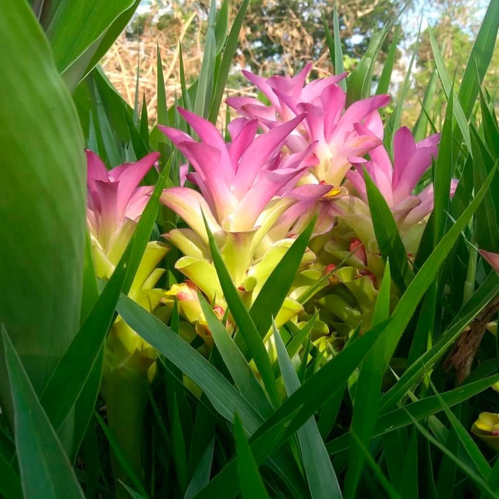 Flores Que Começam Com a Letra Z: Nome e Características – Mundo Ecologia