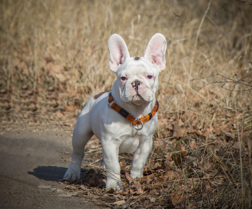 Como Saber se um Filhote de Bulldog Francês? | Mundo Ecologia
