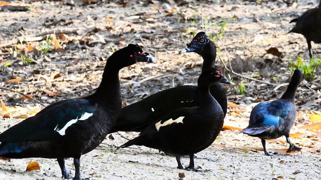 Pato-Selvagem: Características, Nome Científico, Habitat e Fotos ...