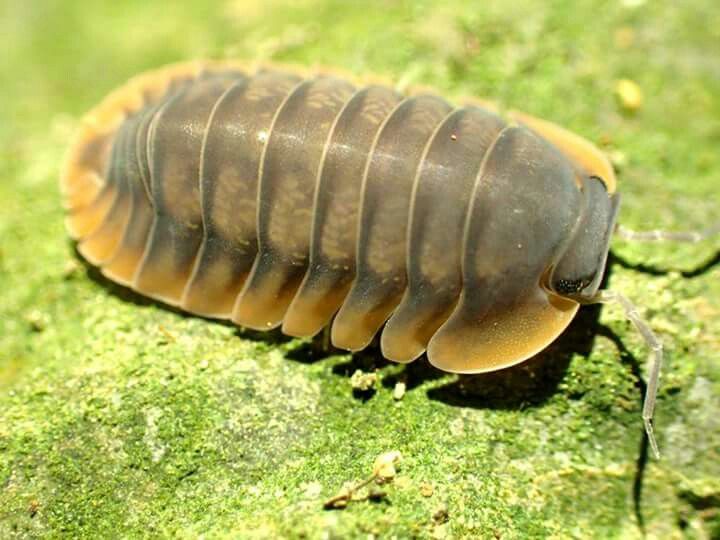 O Que É Uma Carapaça De Crustáceo? | Mundo Ecologia