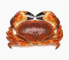 O Que É Uma Carapaça De Crustáceo? | Mundo Ecologia