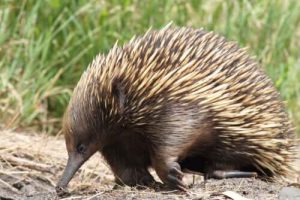 História da Equidna E Origem Do Animal | Mundo Ecologia