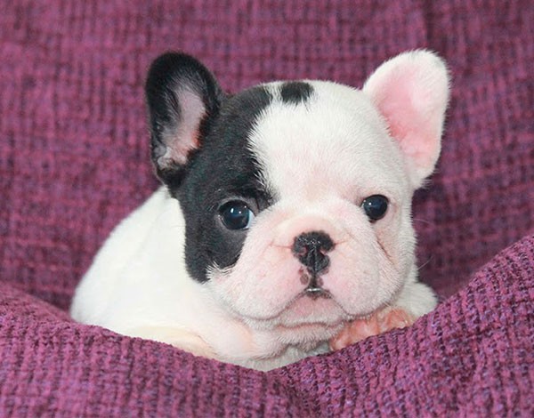 Como Saber se um Filhote de Bulldog Francês? | Mundo Ecologia