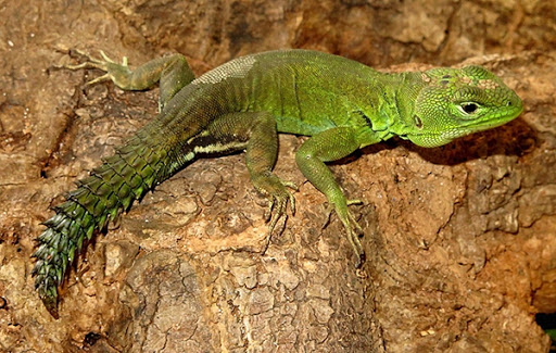 Tudo Sobre o Lagarto: Características, Nome Científico e Fotos | Mundo ...
