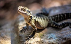 Tudo Sobre o Lagarto: Características, Nome Científico e Fotos | Mundo ...