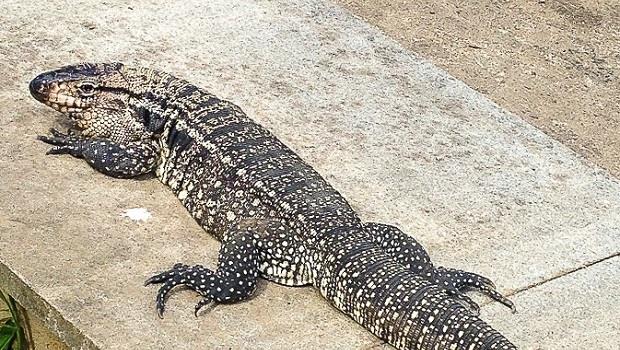 Tudo Sobre o Lagarto: Características, Nome Científico e Fotos | Mundo ...