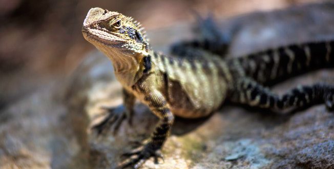 Tudo Sobre o Lagarto: Características, Nome Científico e Fotos | Mundo ...