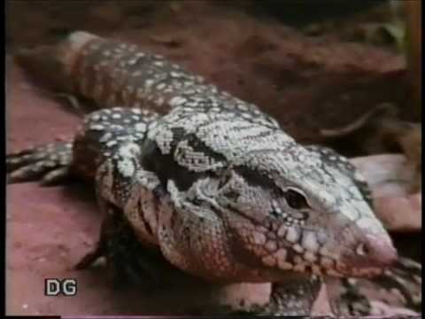 Qual é o Maior Lagarto do Brasil? – Mundo Ecologia