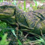 Qual é o Maior Lagarto do Brasil? – Mundo Ecologia