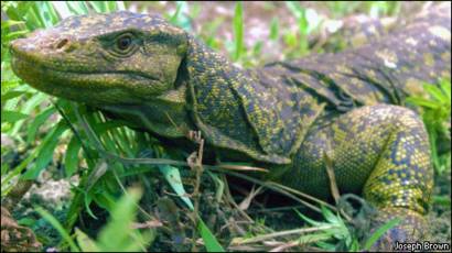 Qual é o Maior Lagarto do Brasil? – Mundo Ecologia