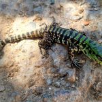 Qual é o Maior Lagarto do Brasil? – Mundo Ecologia