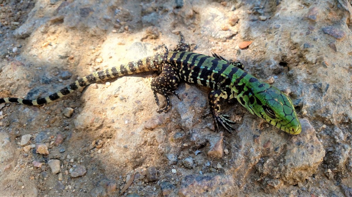 Qual é o Maior Lagarto do Brasil? – Mundo Ecologia
