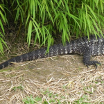 Qual é o Maior Lagarto do Brasil? – Mundo Ecologia