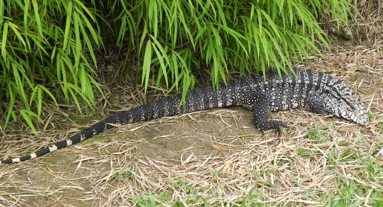 Qual é o Maior Lagarto do Brasil? – Mundo Ecologia