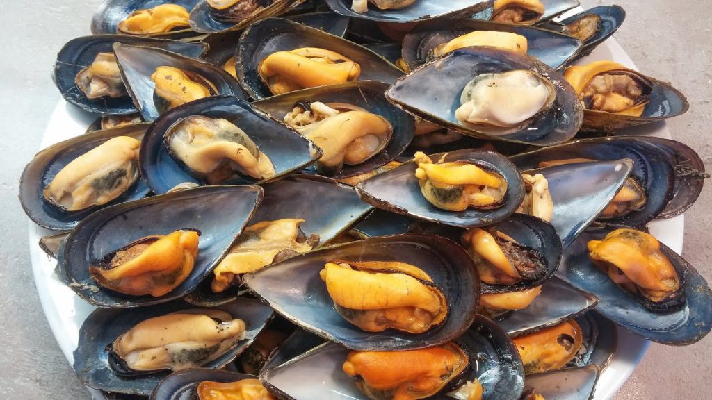 Quais São as Principais Características de um Molusco Bivalve? – Mundo ...