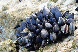 Marisco: Reino, Filo, Classe, Ordem, Família e Gênero – Mundo Ecologia