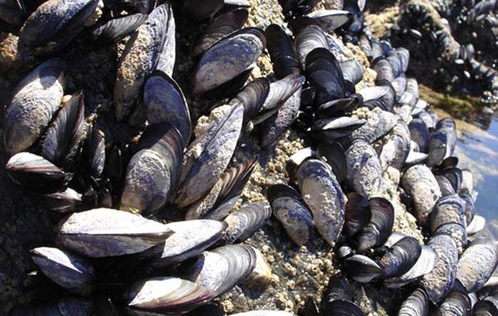 Marisco: Reino, Filo, Classe, Ordem, Família e Gênero – Mundo Ecologia