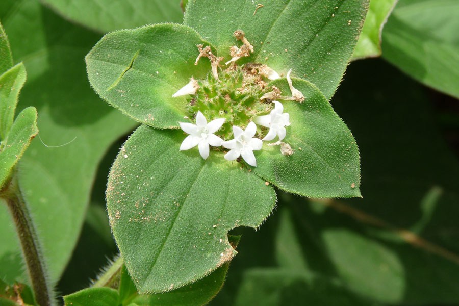 Tudo Sobre a Planta Saião: Características e Nome Científico – Mundo ...