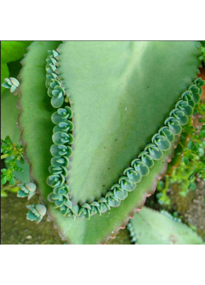 Tudo Sobre a Planta Saião: Características e Nome Científico – Mundo ...