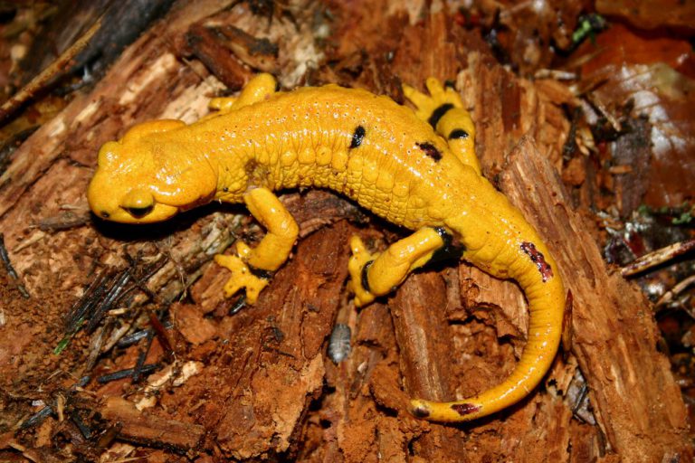 Salamandra Verde: Características, Nome Científico e Fotos | Mundo Ecologia