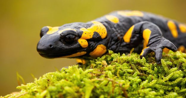 Reprodução da Salamandra: Filhotes e Período de Gestação | Mundo Ecologia