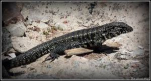 Qual é o Maior Lagarto do Brasil? – Mundo Ecologia