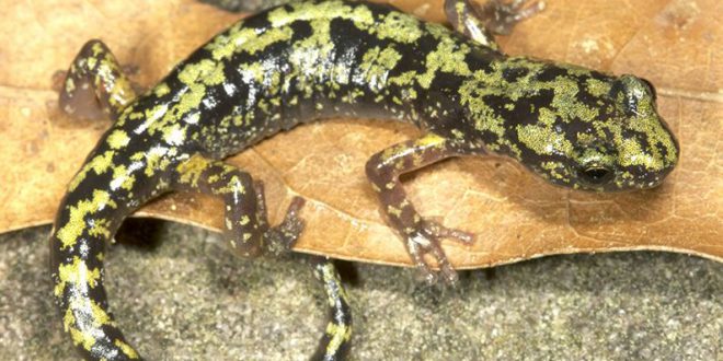 Salamandra Verde: Características, Nome Científico e Fotos | Mundo Ecologia